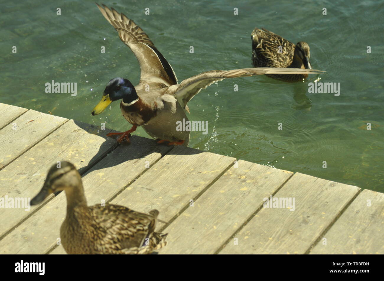 A duck lands on the deck Stock Photo - Alamy