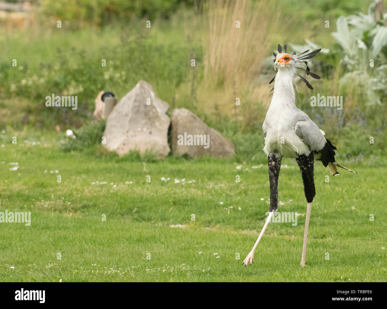African birds of prey hi-res stock photography and images - Alamy