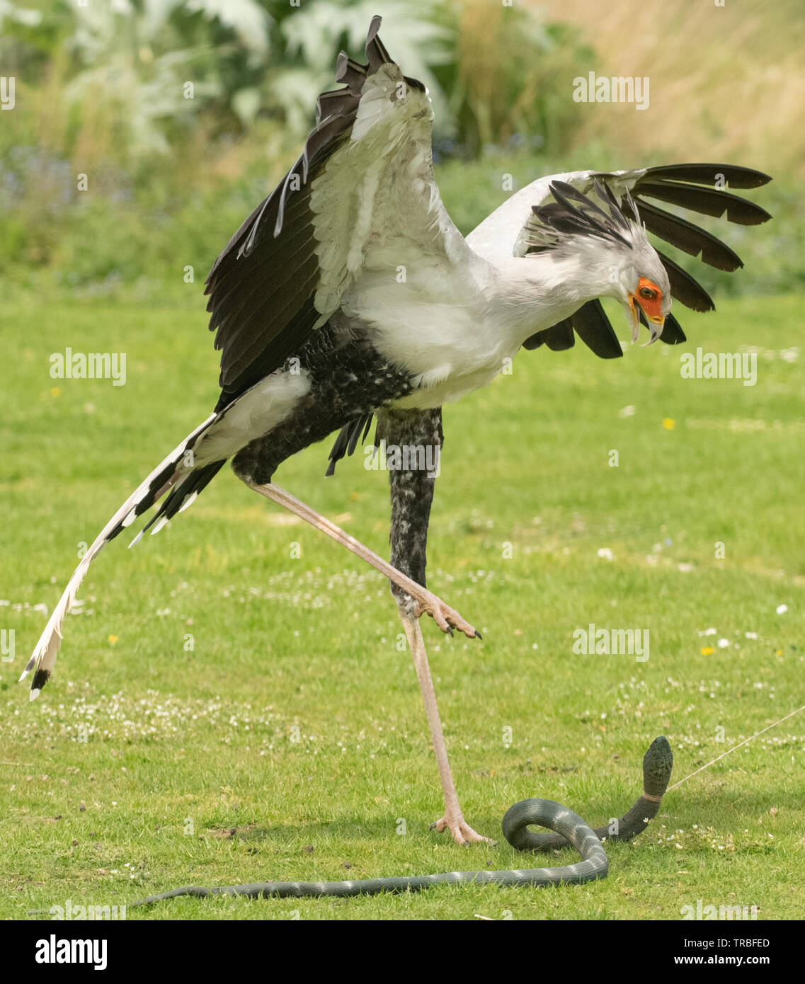 Secretarybird snake hi-res stock photography and images - Alamy