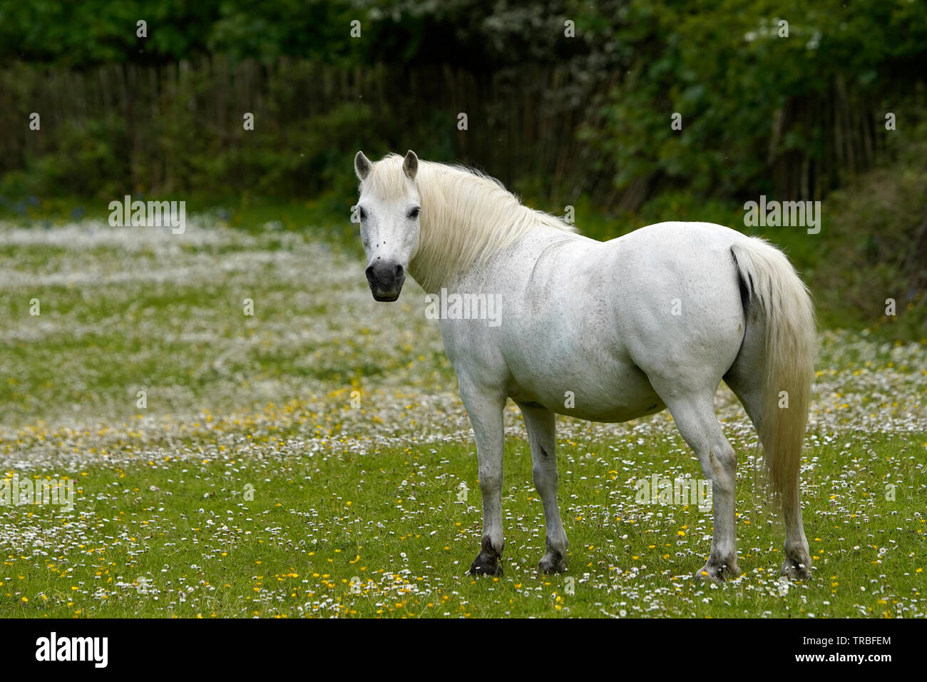 Gorgeous grey pony in a field of wild flowers Stock Photo - Alamy