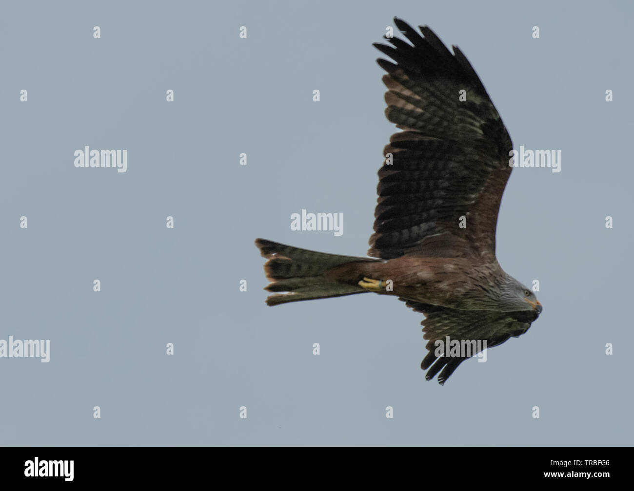 Black Kite arrowing Stock Photo - Alamy