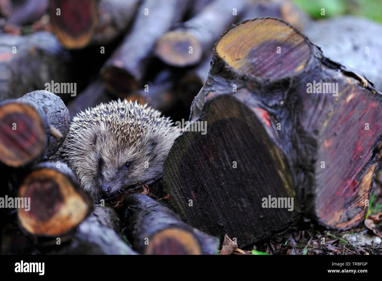 Hedgehog log pile hi-res stock photography and images - Alamy