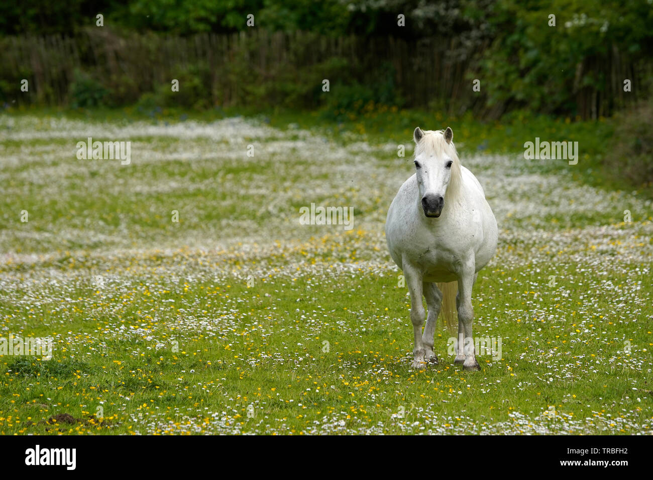 Gorgeous grey pony in a field of wild flowers Stock Photo - Alamy