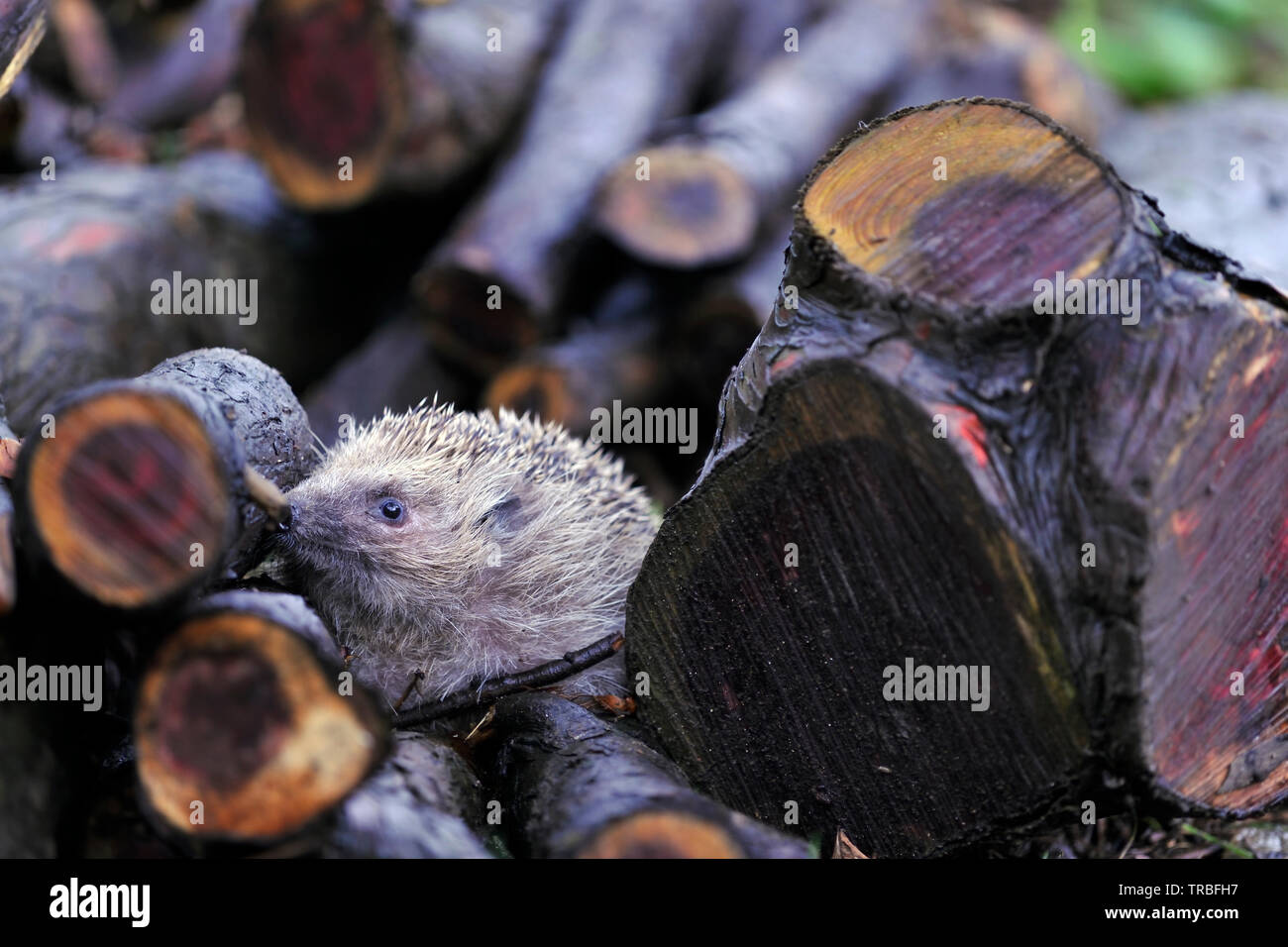 European hedgehog (Erinaceus europaeus Stock Photo - Alamy
