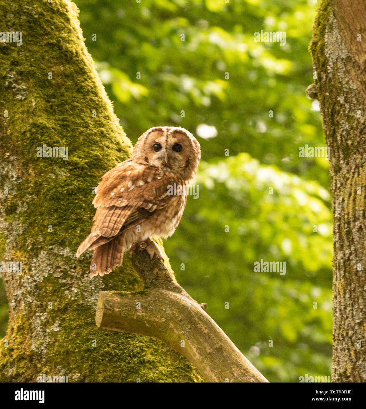Tawny owl photograph hi-res stock photography and images - Alamy
