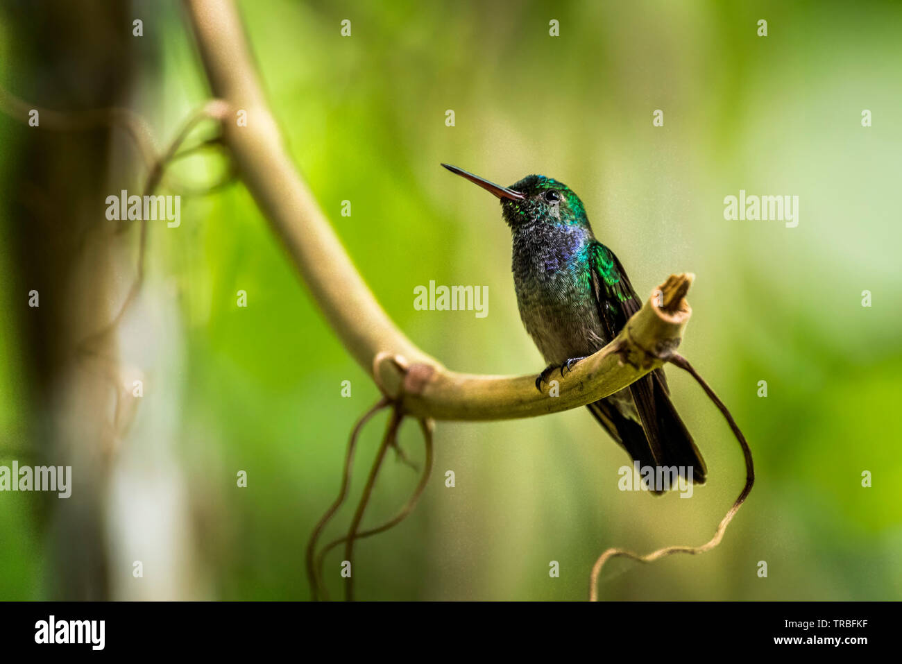 The blue-chested hummingbird (Amazilia amabilis) is a species of ...