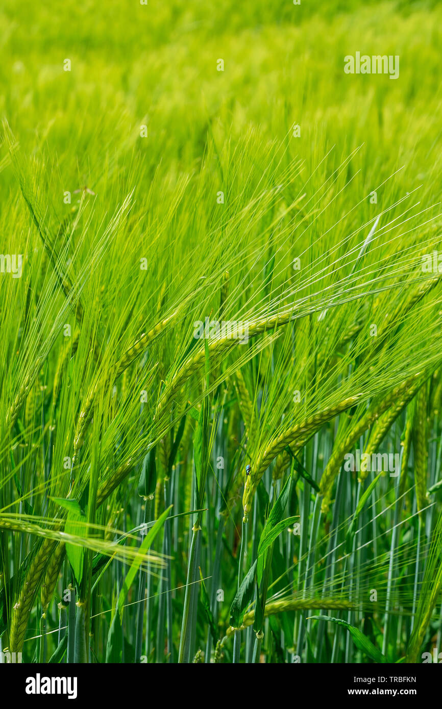 A field of Barley in the early stages of the summer ripening process ...