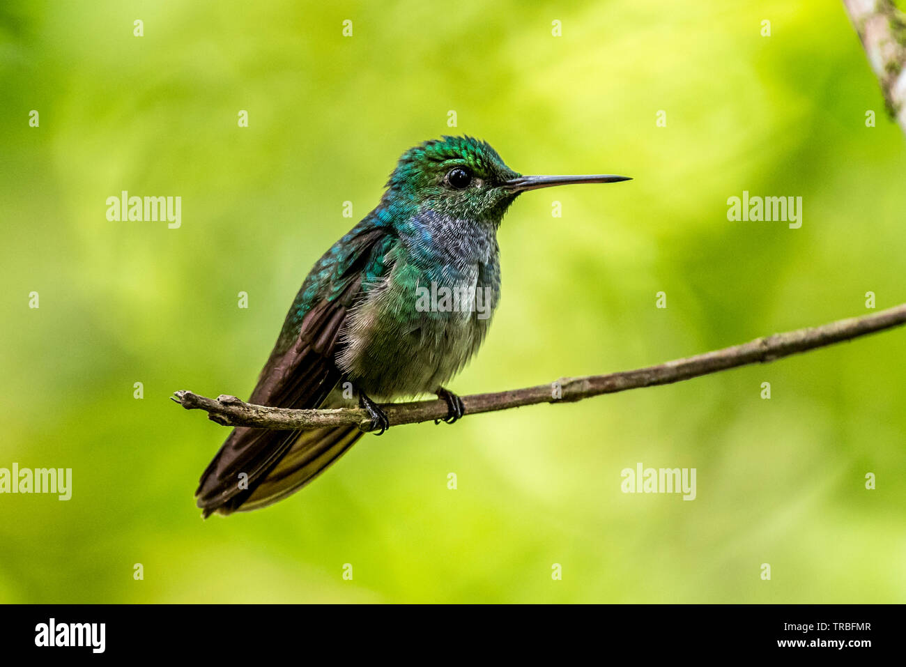 The blue-chested hummingbird (Amazilia amabilis) is a species of ...