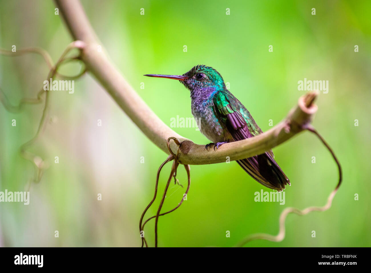 The blue-chested hummingbird (Amazilia amabilis) is a species of ...