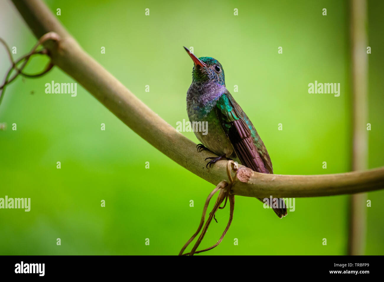 The blue-chested hummingbird (Amazilia amabilis) is a species of ...