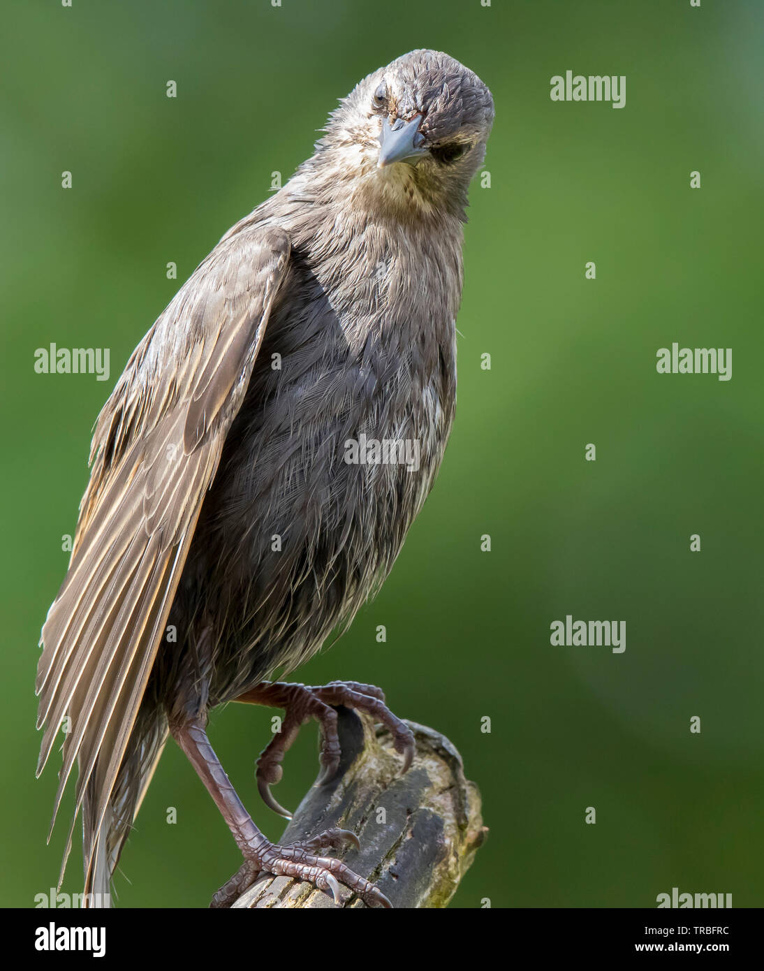 Fledgling starling High Resolution Stock Photography and Images - Alamy