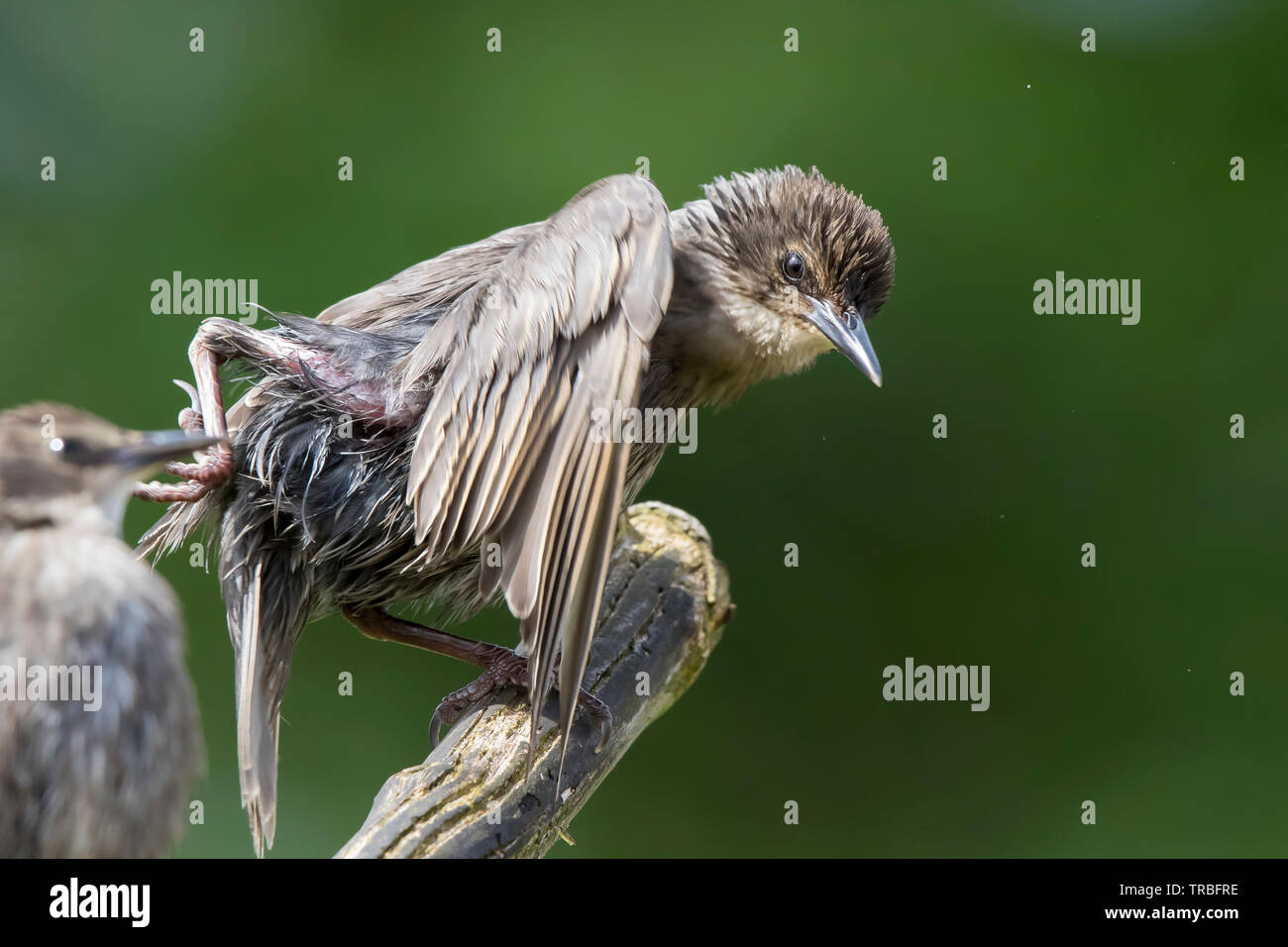 Detailed close-up side view of scrawny, baby, British starling birds ...