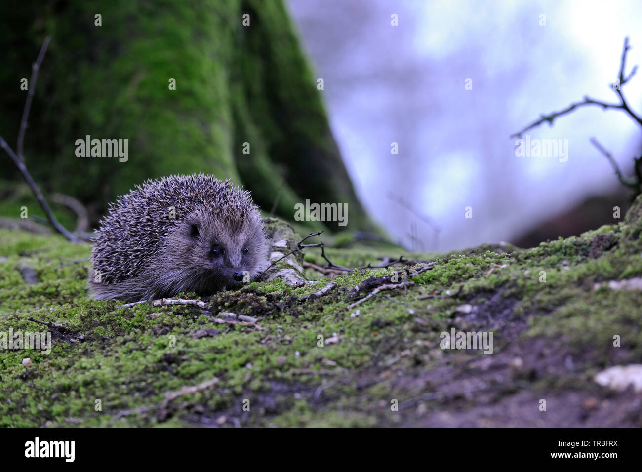 British hedgehog hi-res stock photography and images - Alamy