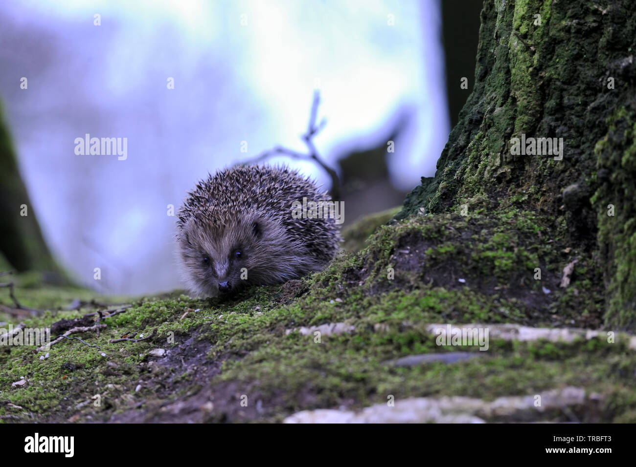 Hedgehog prey hi-res stock photography and images - Alamy