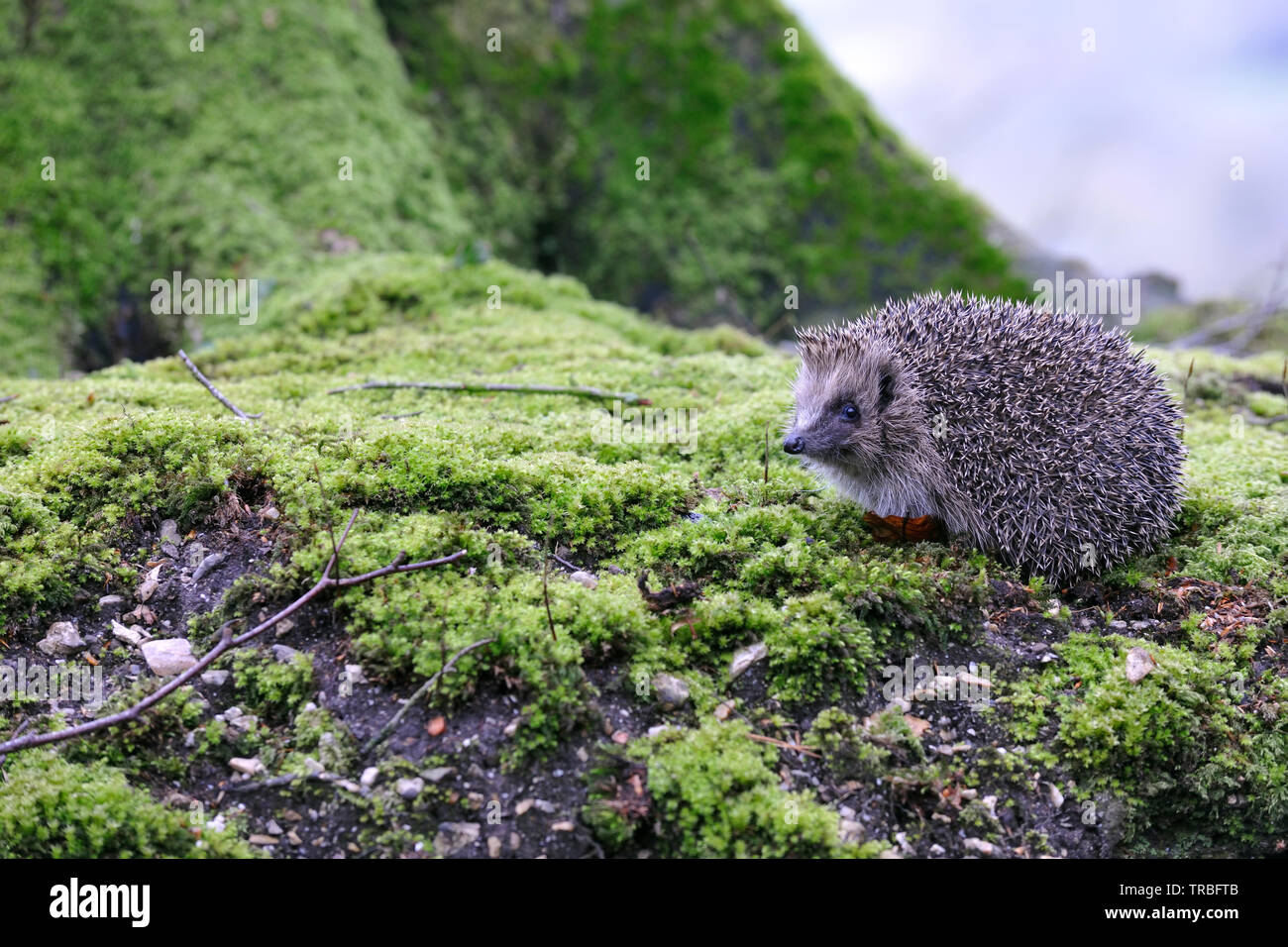 Hedgehog tree uk hi-res stock photography and images - Alamy