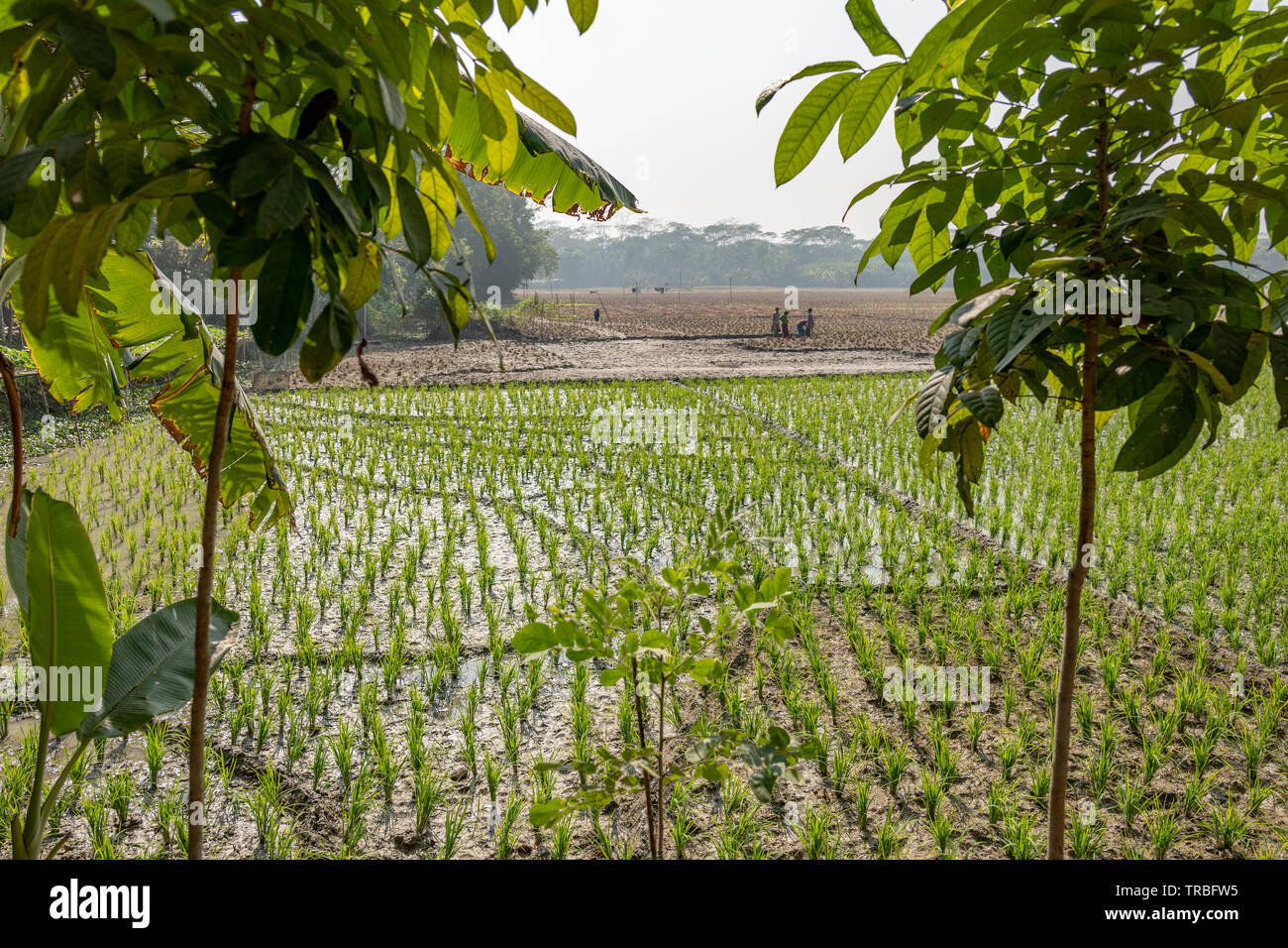 Rocket Paddle Steamer Ferries travel between Dhaka and Khulna with ...