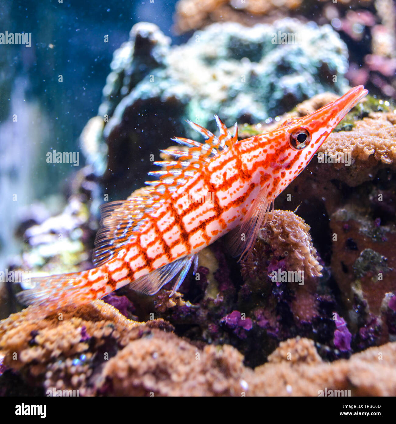 Longnose hawkfish (Oxycirrhites typus) against a coral background Stock ...