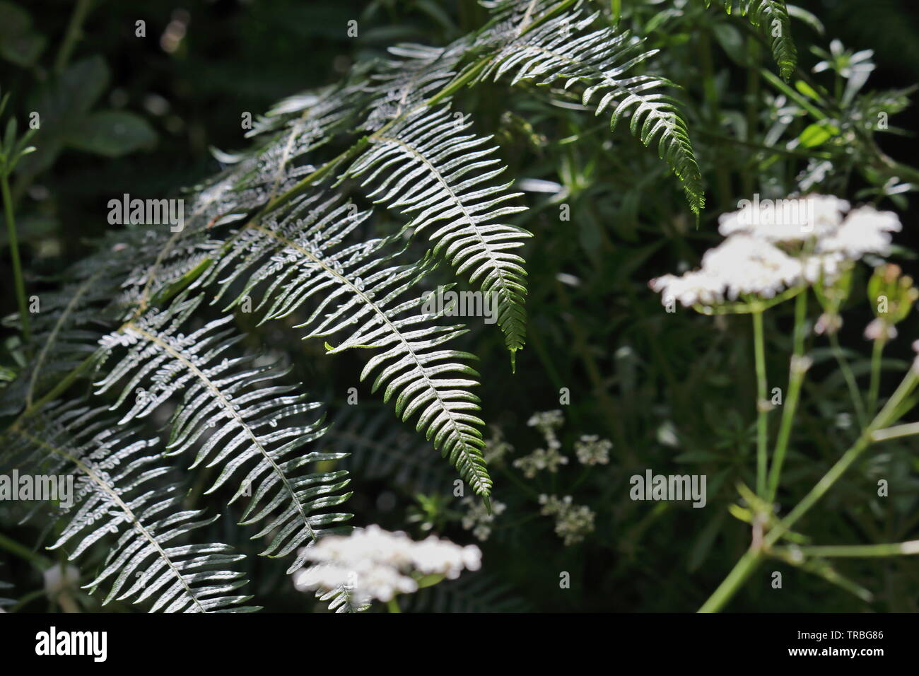 Bracken fern pteridium aquilinum hi-res stock photography and images ...