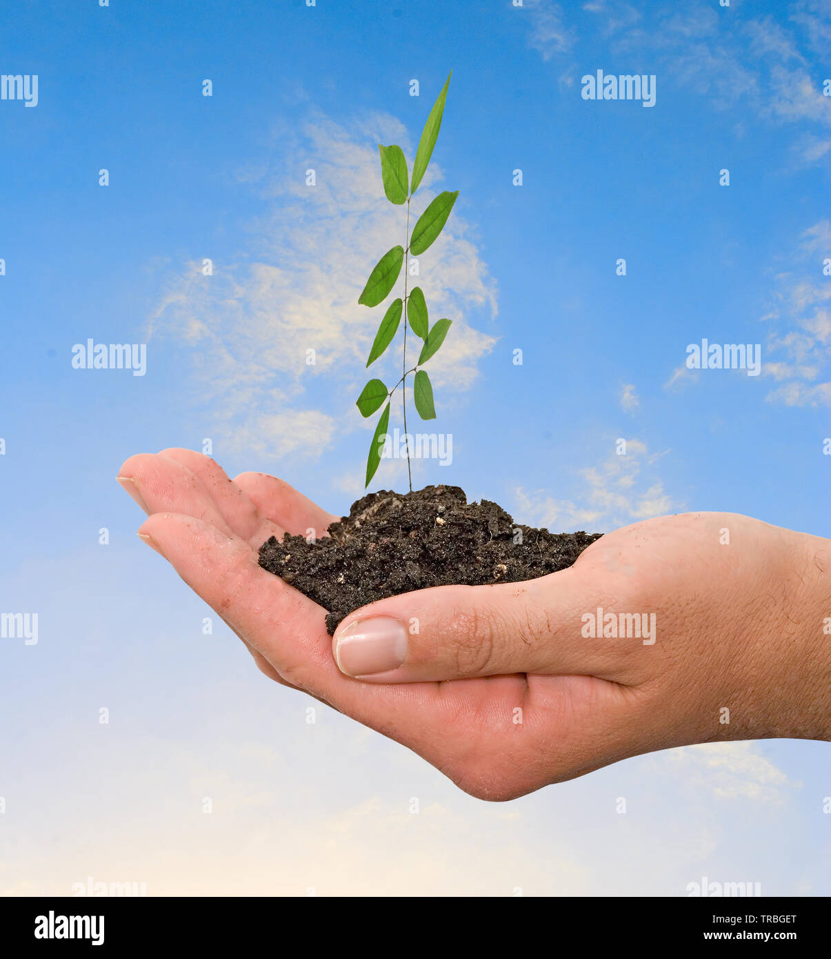 Emergent seedling hi-res stock photography and images - Alamy