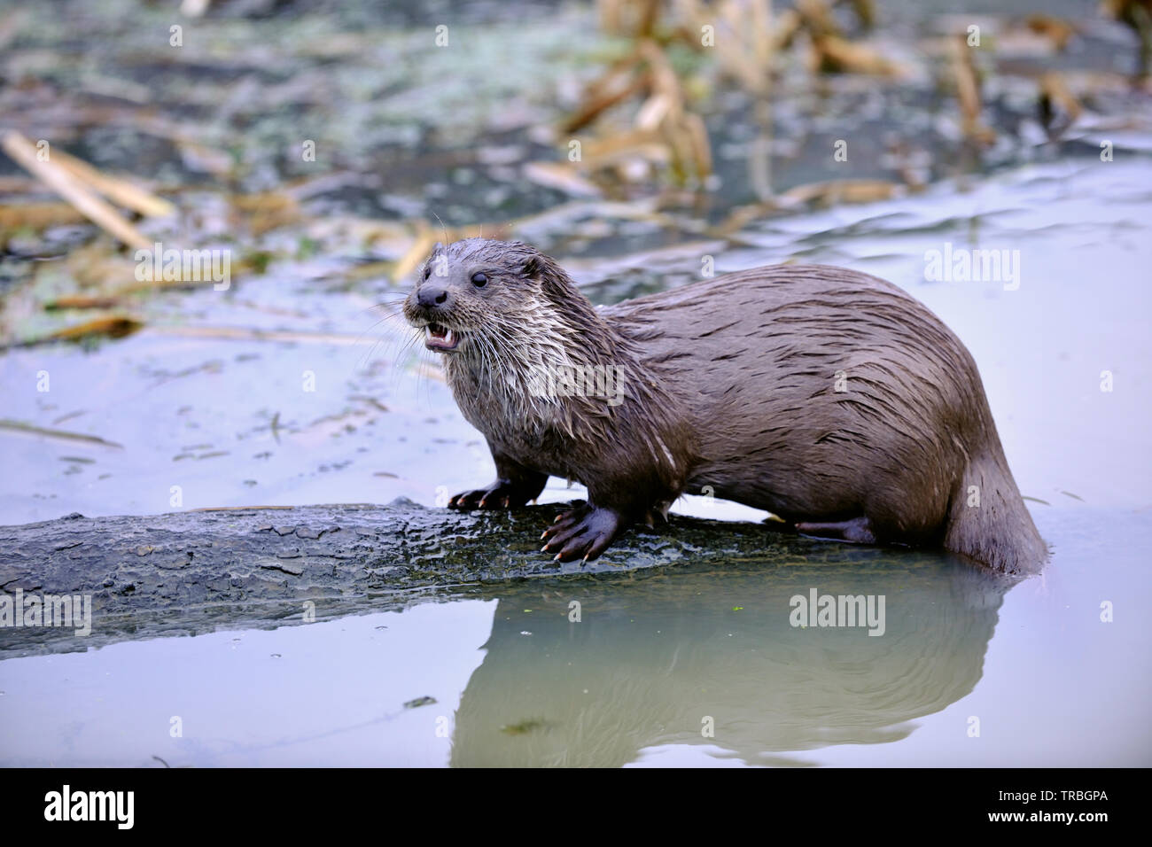 Uk pike teeth hi-res stock photography and images - Alamy