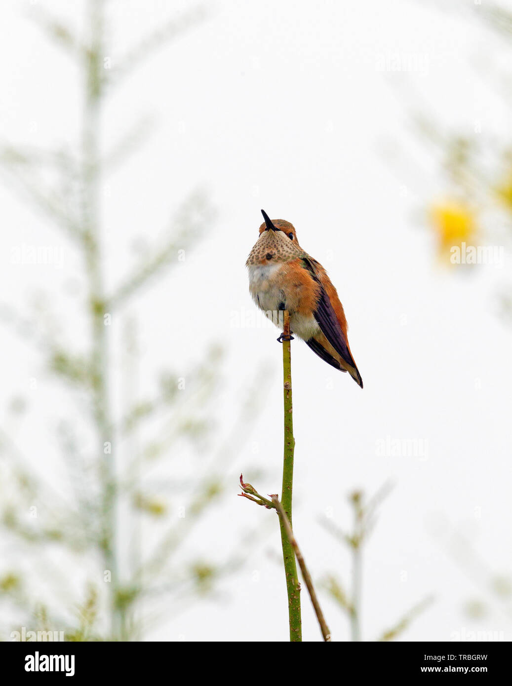 Allen's Hummingbird Female perched Stock Photo - Alamy