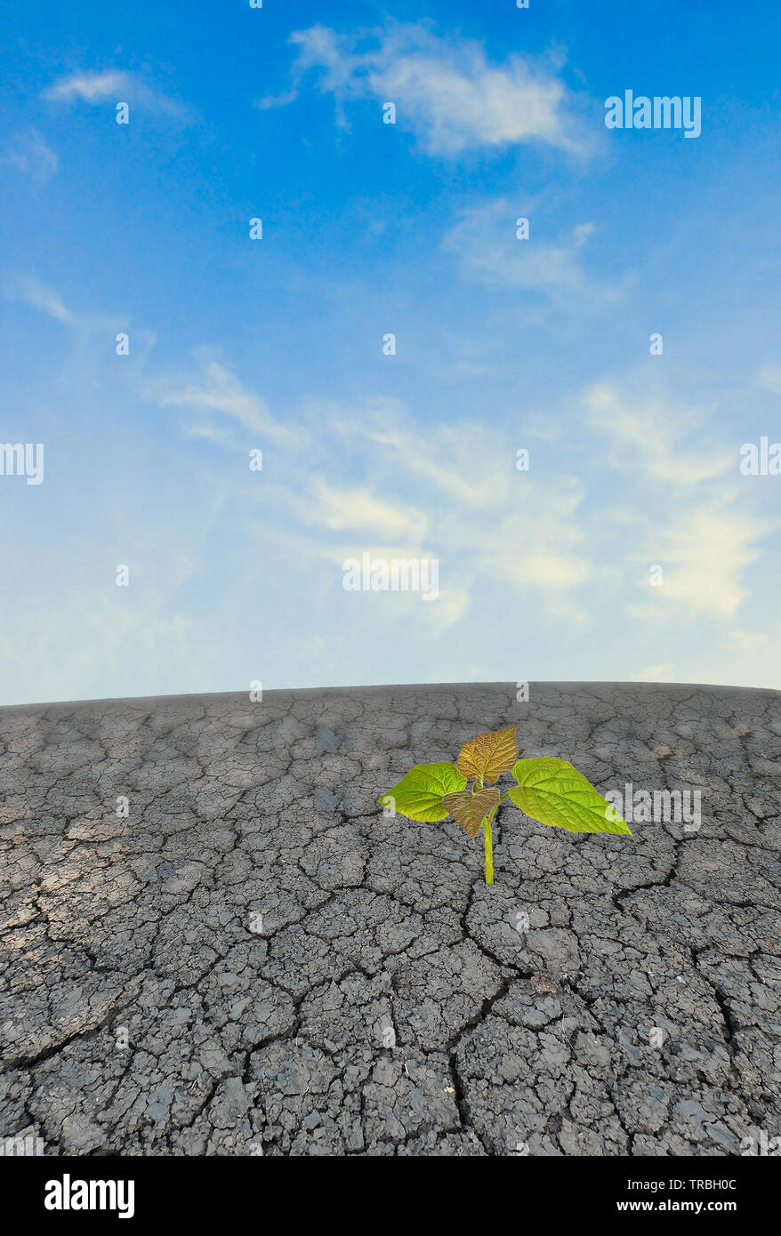 Paulownia sapling growing from arid land Stock Photo - Alamy