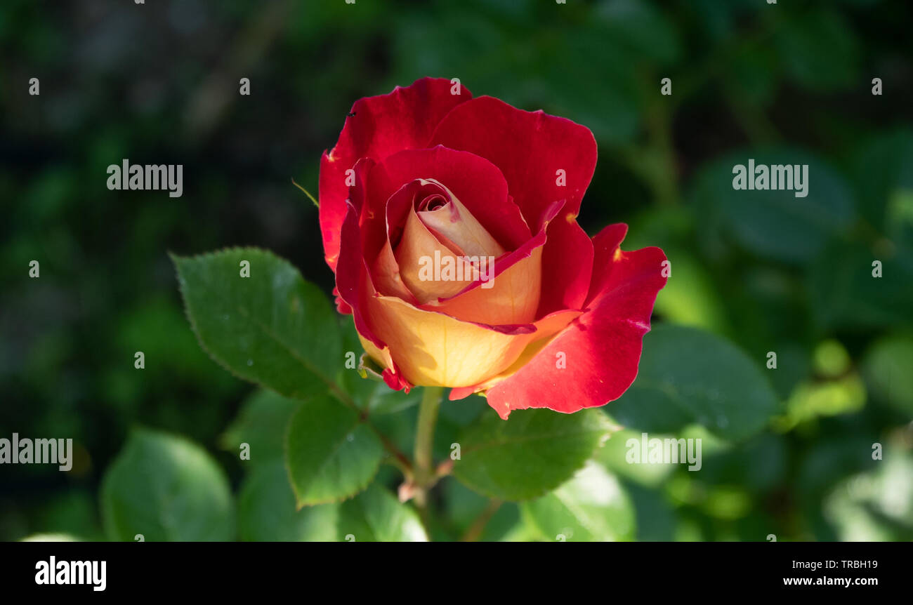 Plants for sun partial shade hi-res stock photography and images - Alamy