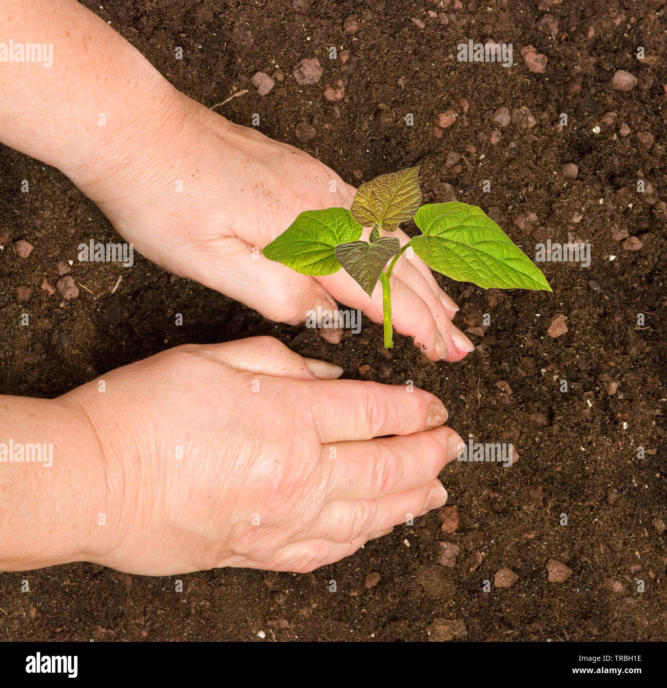 Planting a paulownia sapling Stock Photo - Alamy