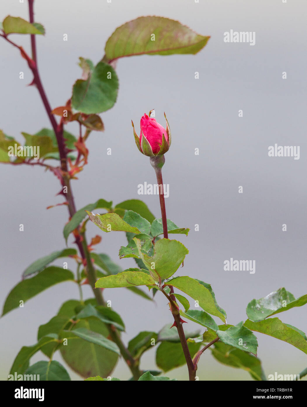 Single roses hi-res stock photography and images - Alamy