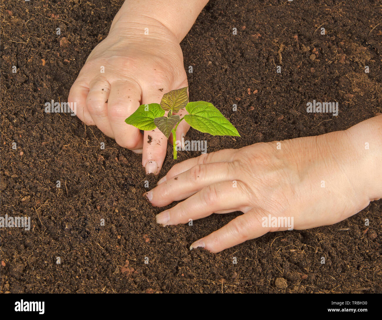 Planting a paulownia sapling Stock Photo - Alamy