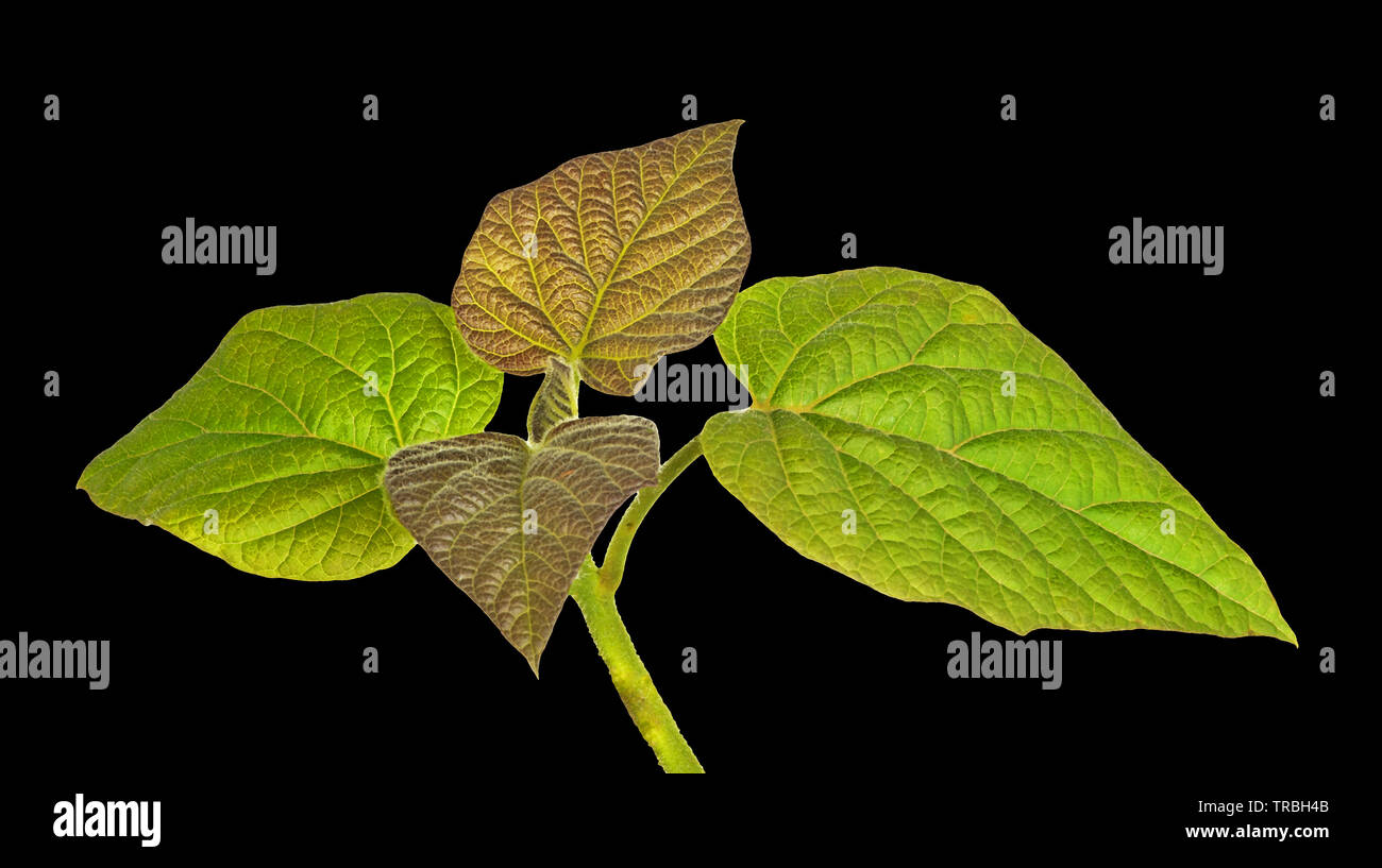 Paulownia sapling Stock Photo - Alamy