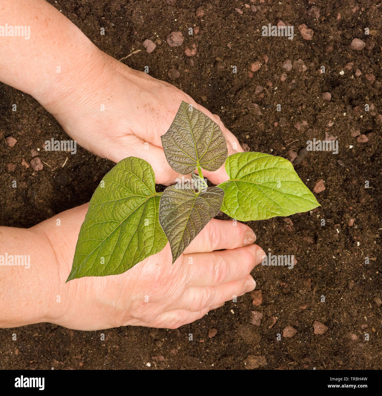 Planting a paulownia sapling Stock Photo - Alamy