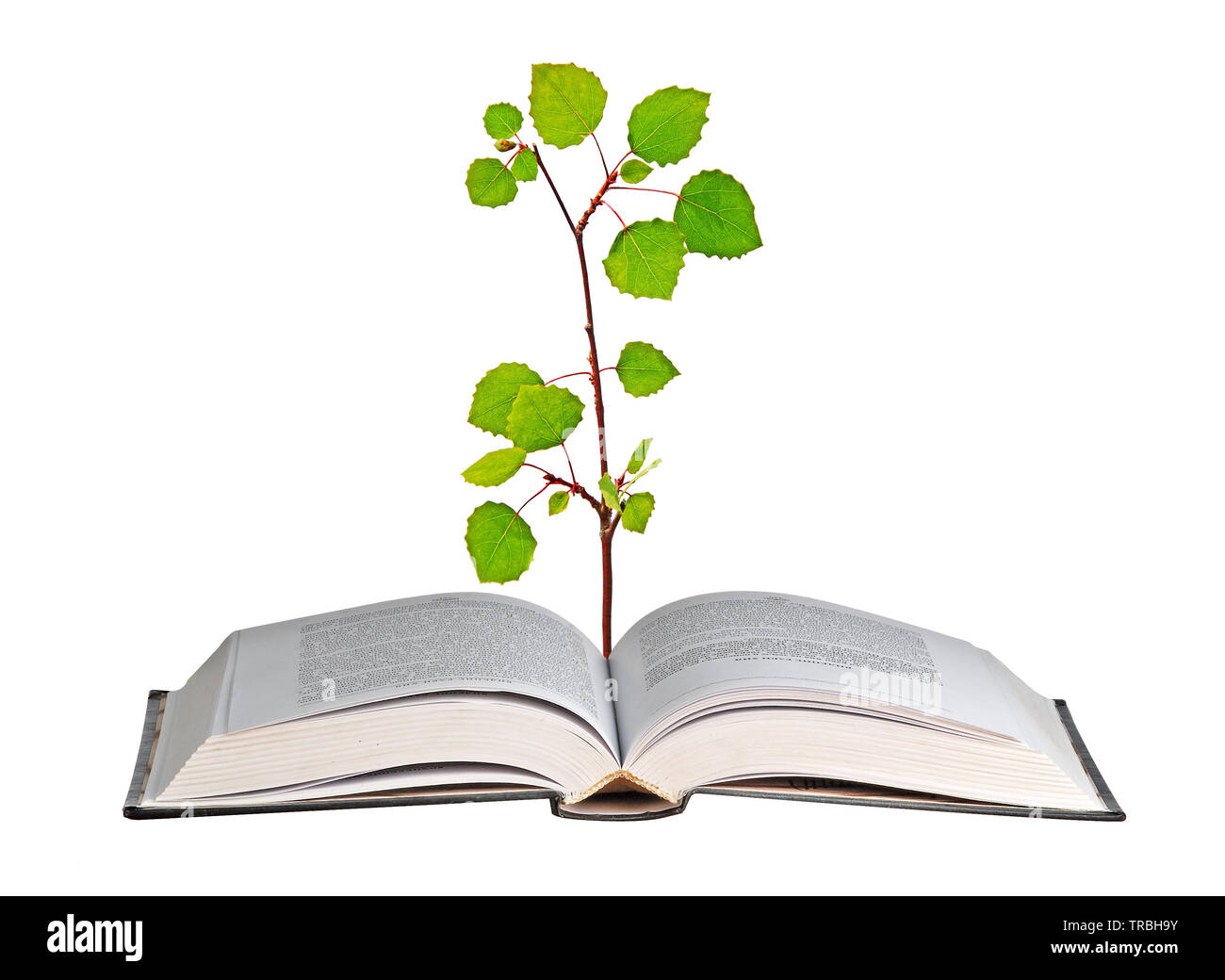 Sapling growing from book Stock Photo - Alamy