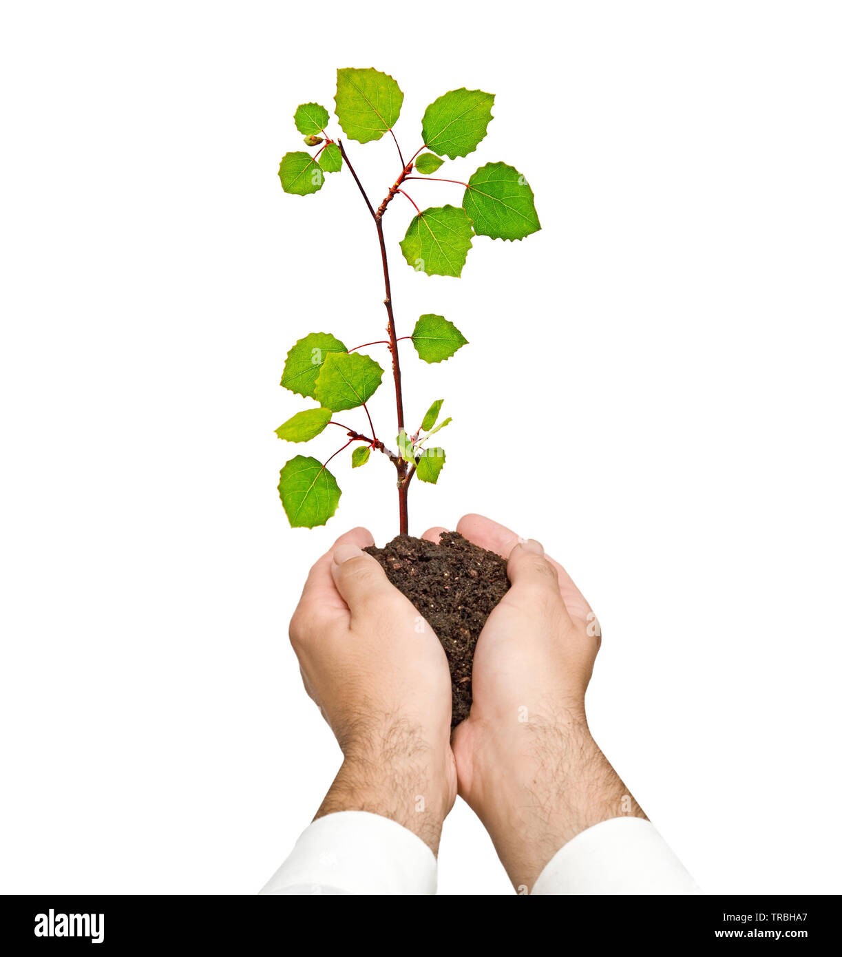 sapling in hands Stock Photo - Alamy
