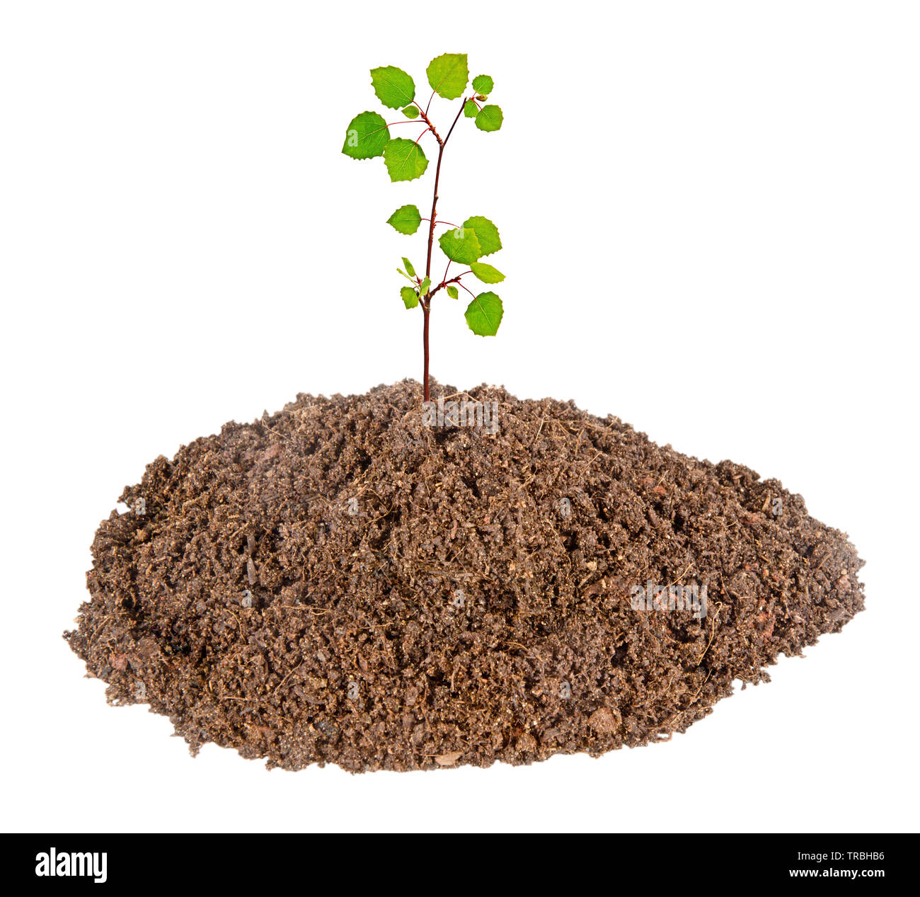 Eucalyptus sapling hi-res stock photography and images - Alamy