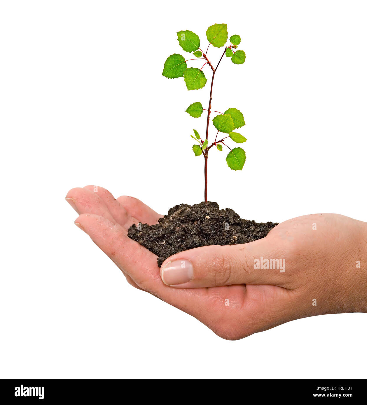 tree in hand Stock Photo - Alamy