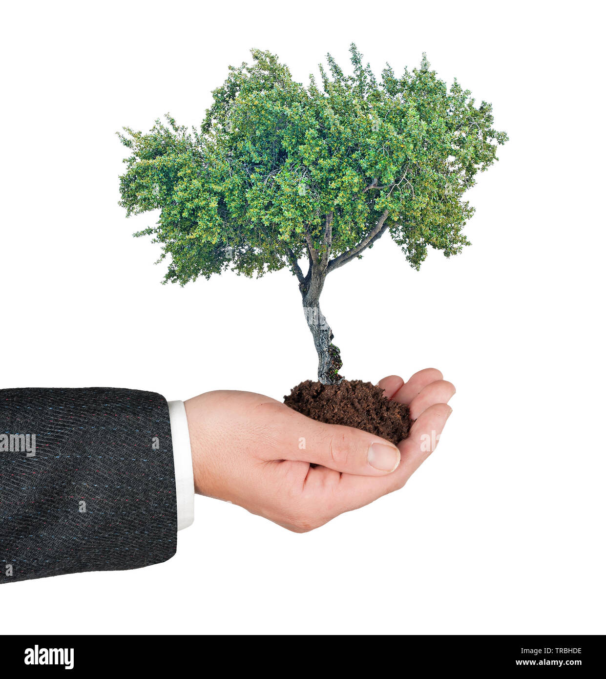 Hand tree planting Cut Out Stock Images & Pictures - Alamy