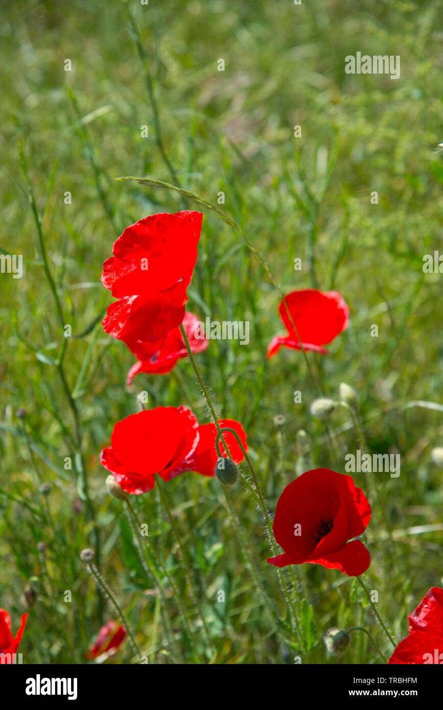 Poppy red fondo hi-res stock photography and images - Alamy