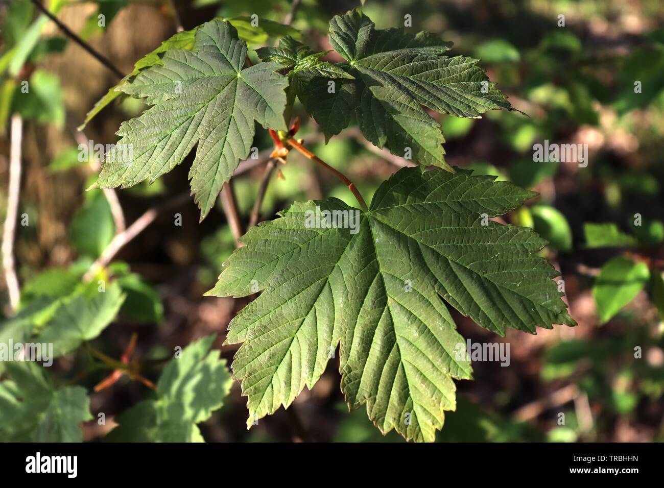 Natural and fresh green leaves at different trees in spring Stock Photo ...