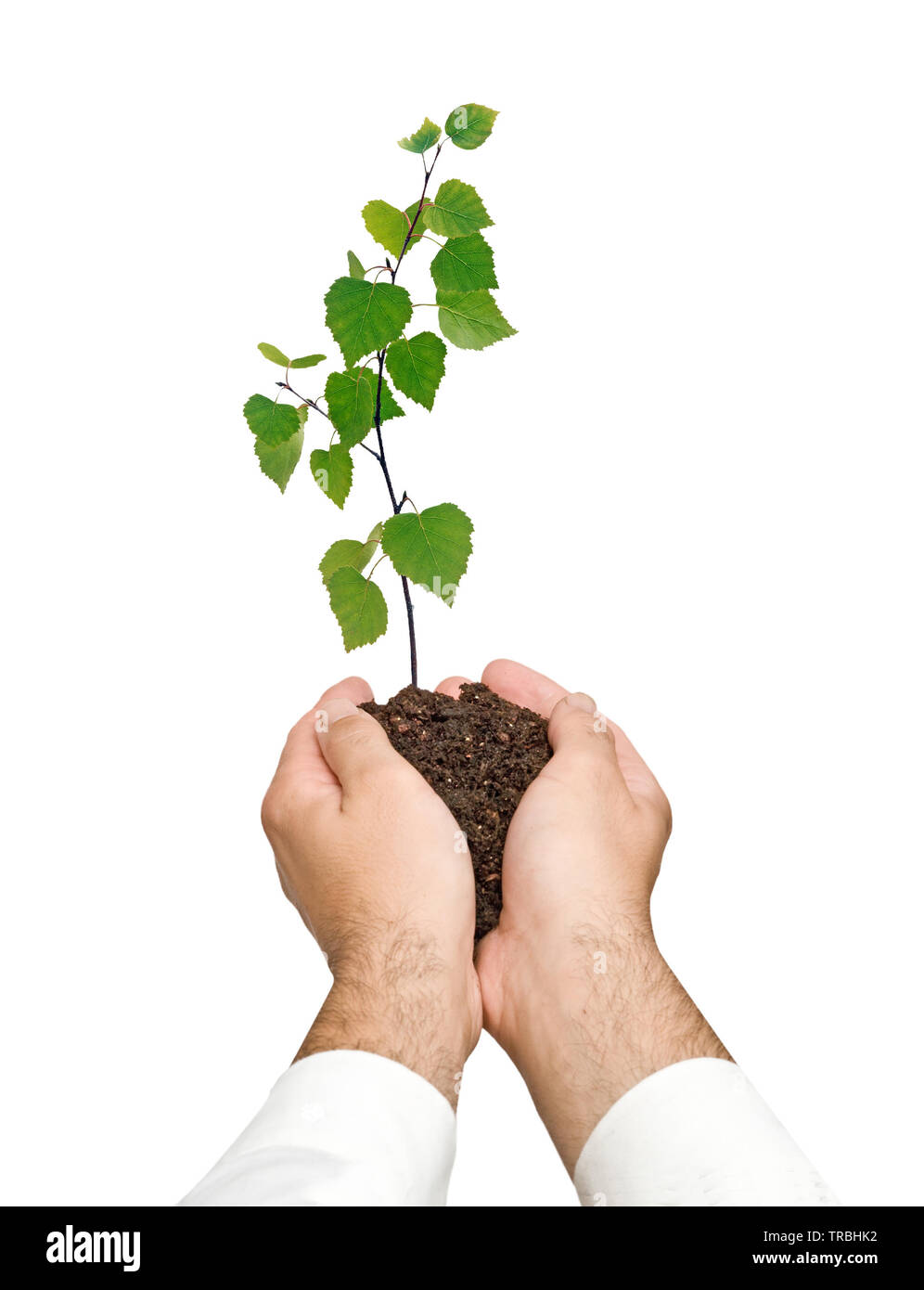 sapling in hands Stock Photo - Alamy