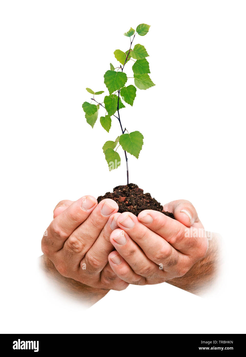 Sapling in hands Stock Photo - Alamy