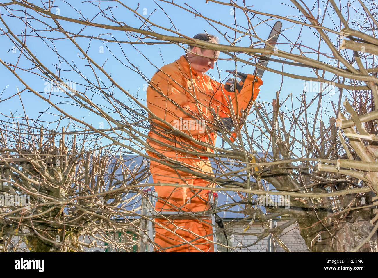 Trimming tree with the electric saw - environmental labor- worker Stock ...