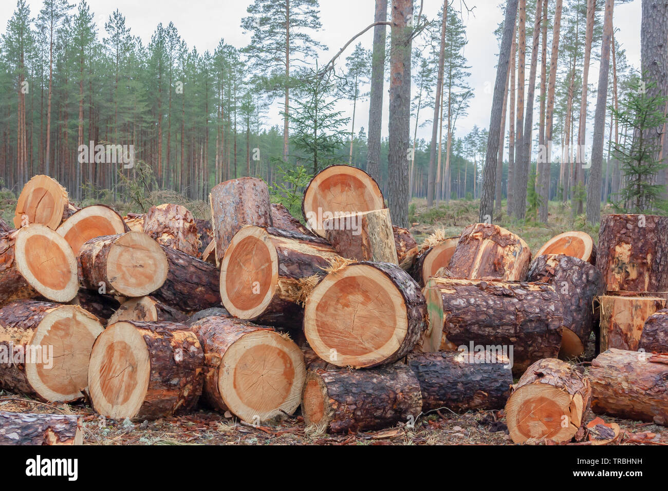 Stack of sawn logs. Woodpile of freshly harvested pine logs on a forest ...