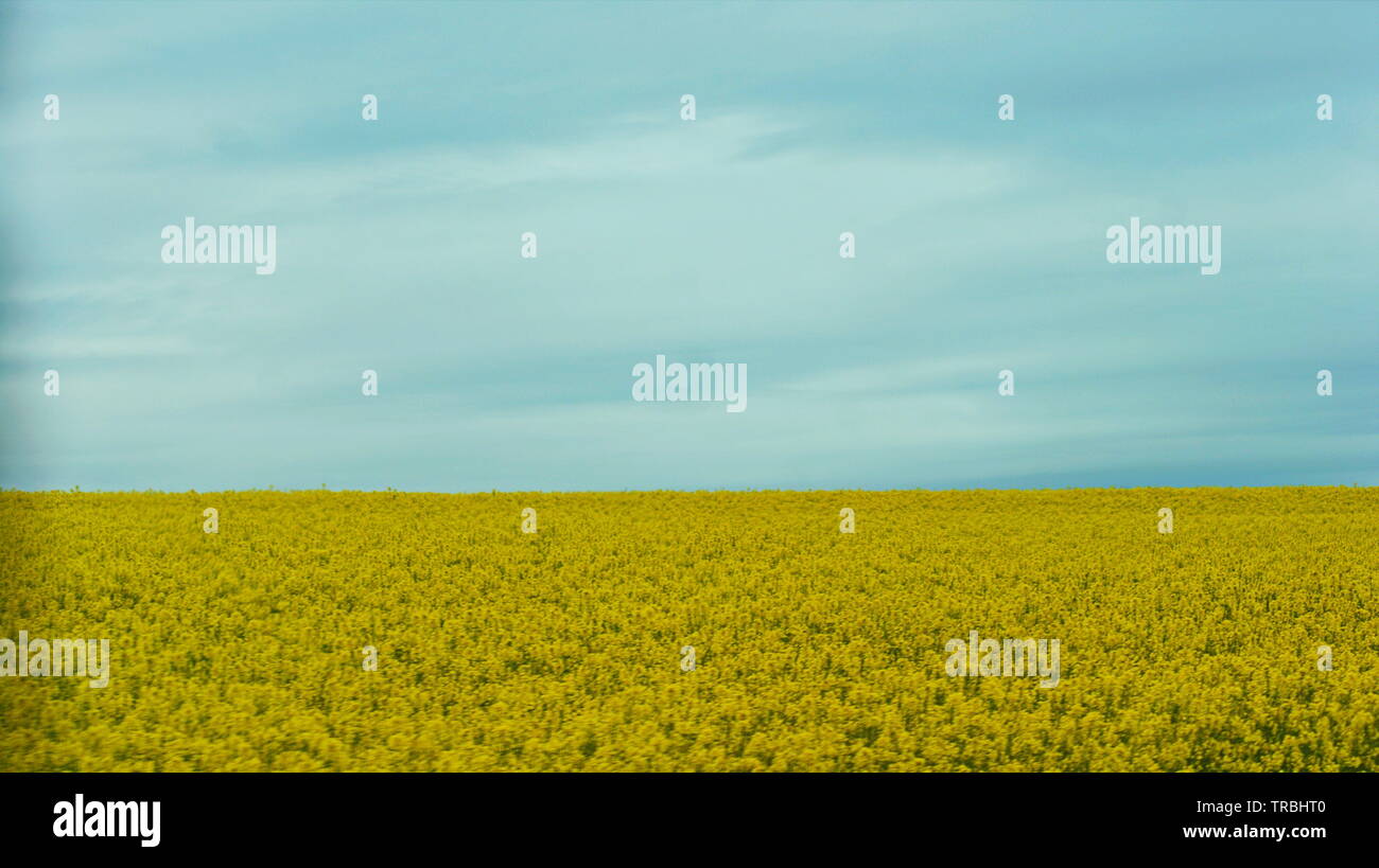 Rapeseed field in Europe Stock Photo - Alamy