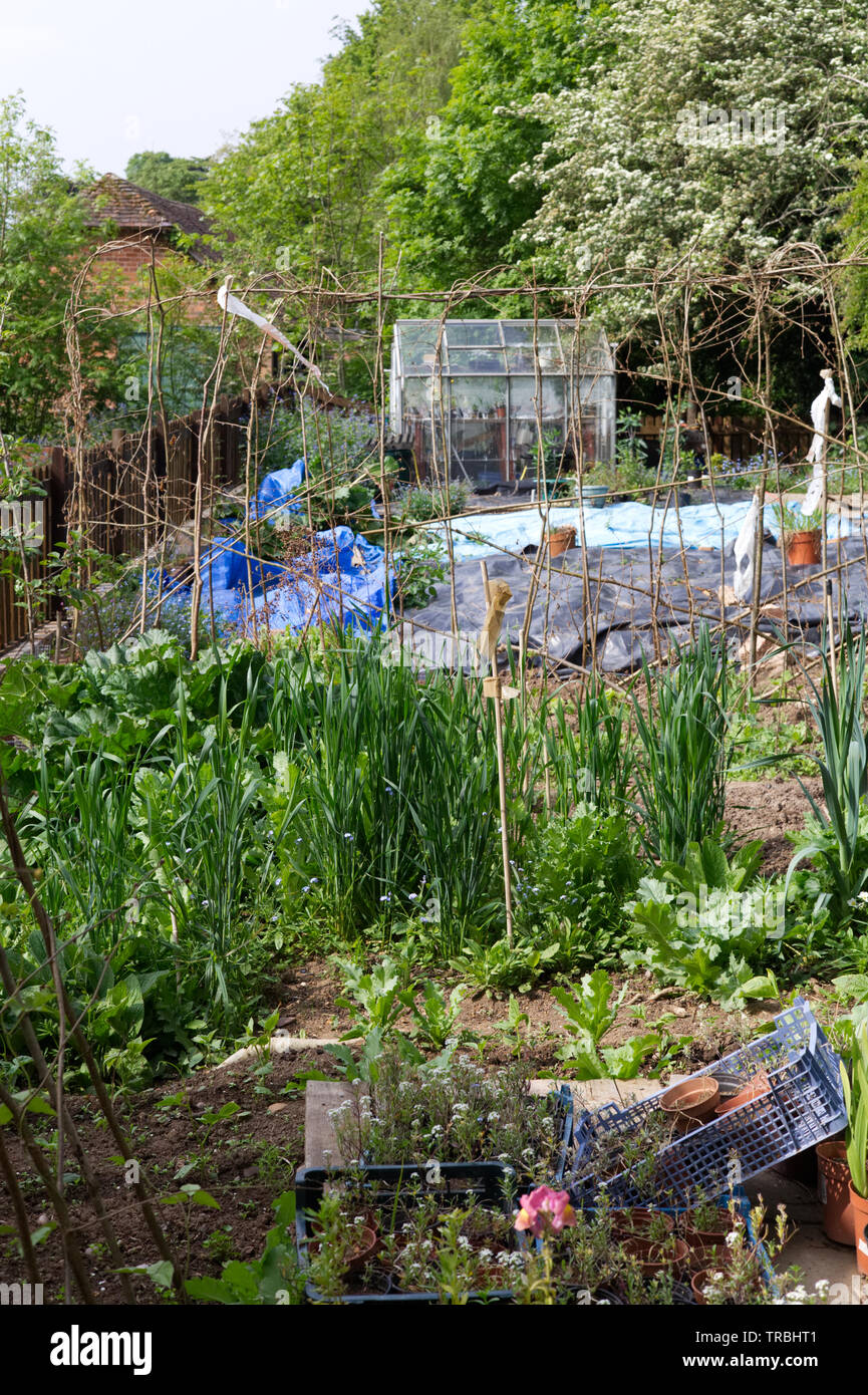 Allotment full off growing healthy vegetables Stock Photo - Alamy