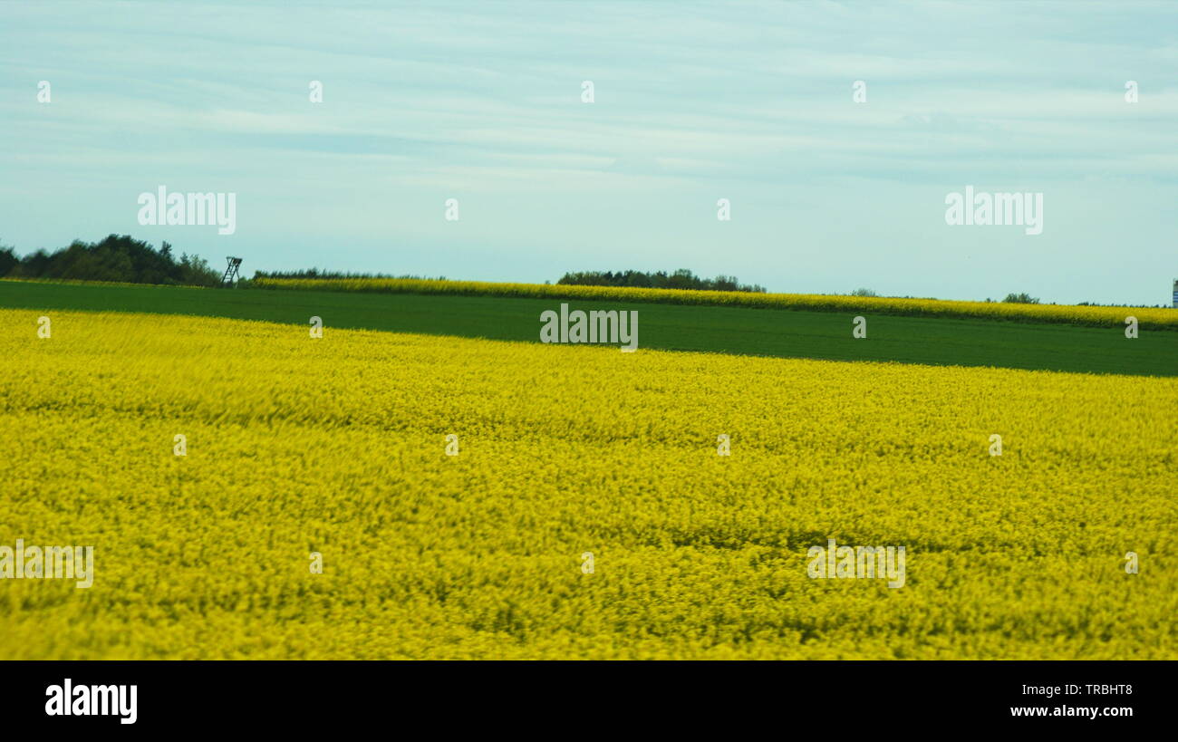 Rapeseed field in Europe Stock Photo - Alamy