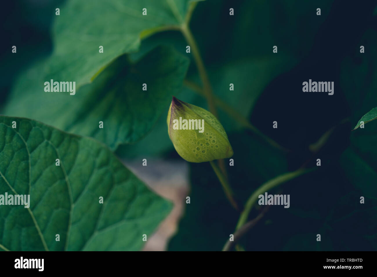 green leaf plant being born Stock Photo - Alamy