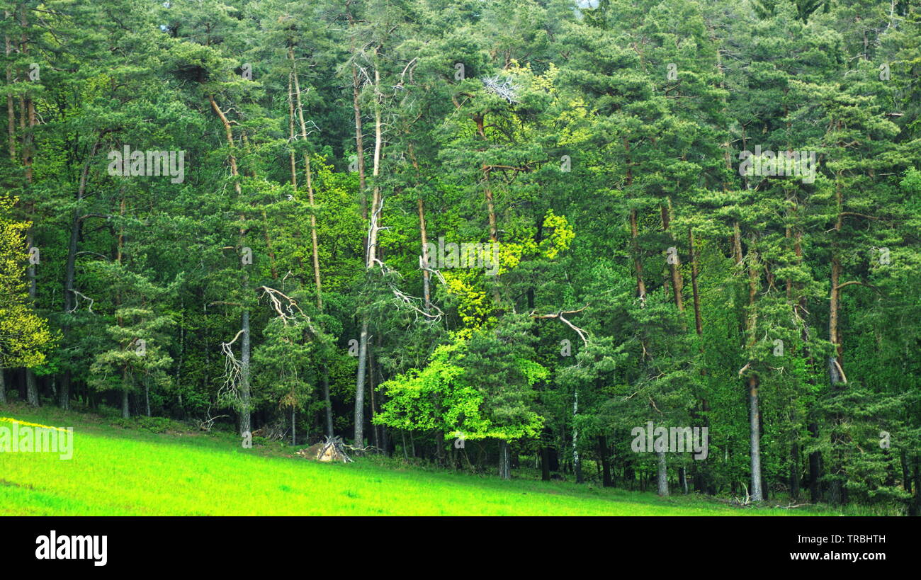 Mountain forest in the valley Stock Photo - Alamy