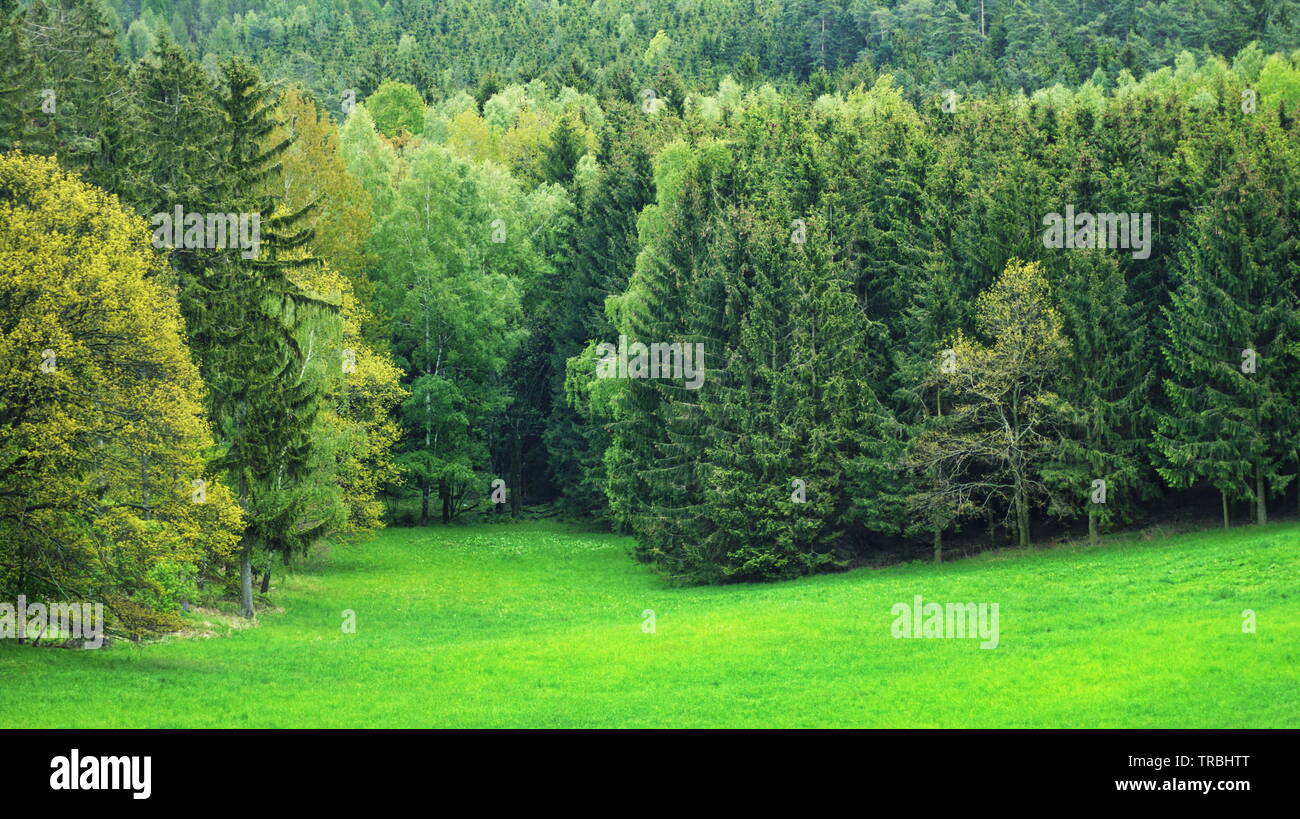 Mountain forest in the valley Stock Photo - Alamy