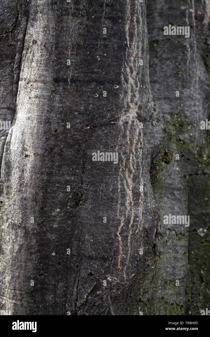 Natural Textures Tree Bark Stock Photo - Alamy